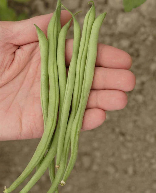 Bush Bean Maxibel Filet
