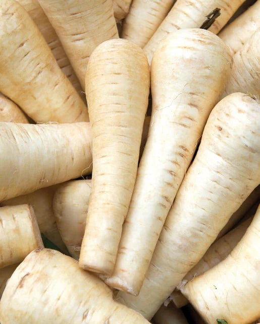 Parsnip Gladiator